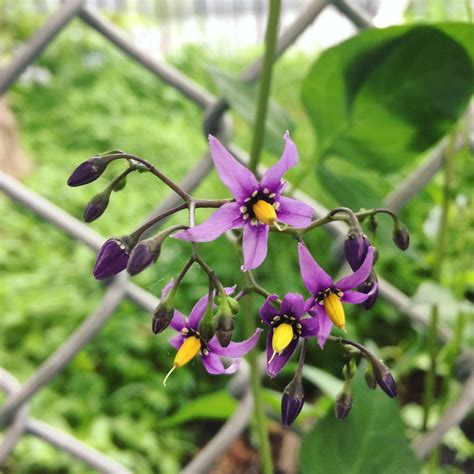 Nightshade Solanum Dulcamara