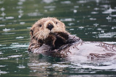 Uncover Sitka Alaska History Nature And Wildlife Adventures