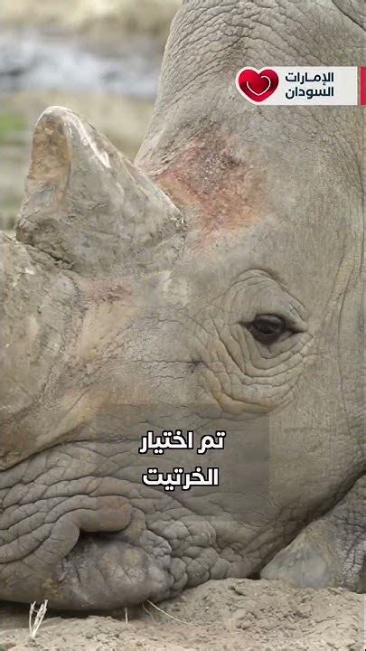 رمز السودان اللي اختفى للأبد السودان ثقافة Shorts Youtube