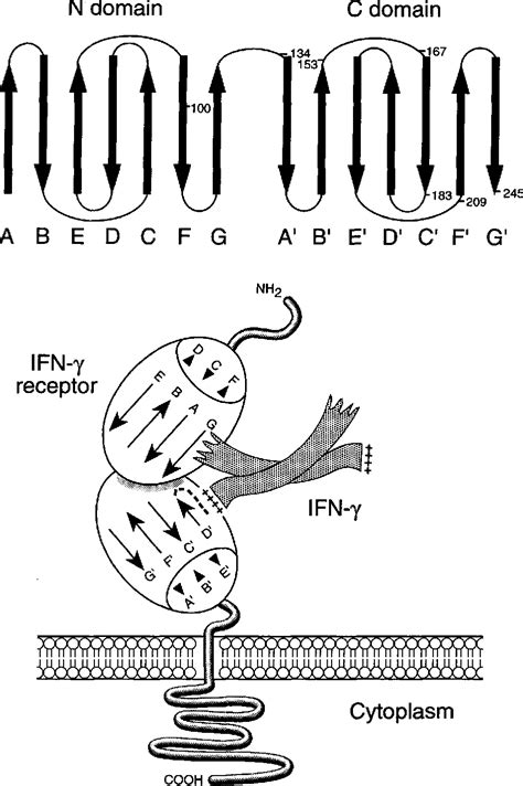 Figure 5 From The Interferon Y Receptor Extracellular Domain Semantic Scholar