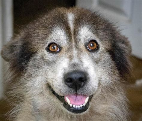Lucy Wants To Use This As Her Next Passport Photo Shes Had A Walk Now So Shes Happy R