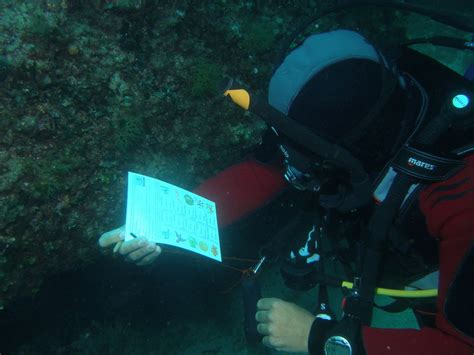 Underwater Monitoring Protocol Welcome On Reef Check Mediterranean Sea