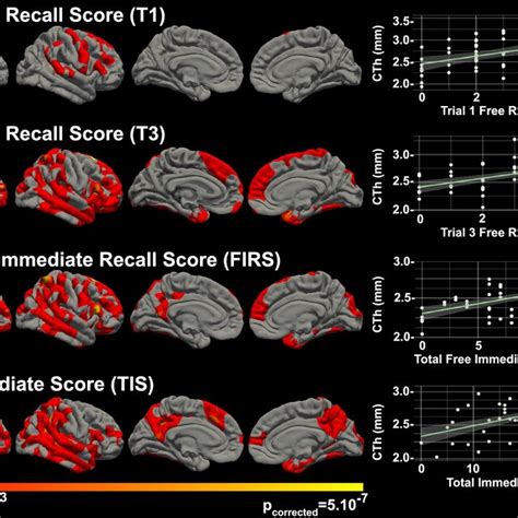 Correlation Analyses Between Cortical Thickness And Immediate Memory