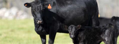 Faq Estrus Synchronization In Cattle