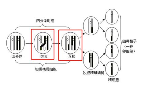 遗传算法（ga）实例介绍（java）java编写的遗传算法包括 Csdn博客