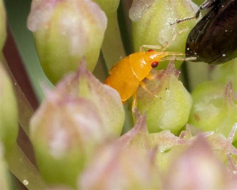 Id Help Please Bugguide Net