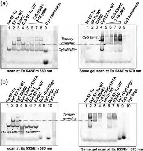 Gel Retardation Assay To Monitor Ternary Complex Formation After Download Scientific Diagram