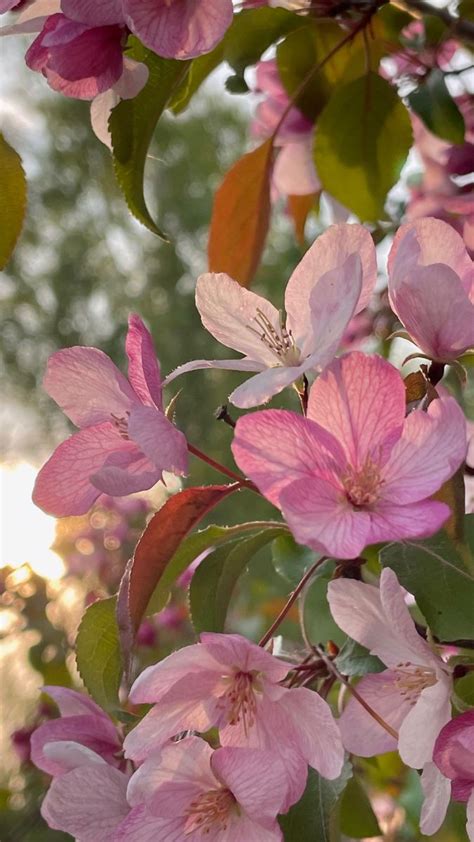 Цветущая яблоня сакура эстетика розовые цветы весна лето закат золотой ...
