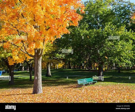 A Colourful Orange Tree In The Fall With Some Green Trees In The Background Stock Photo Alamy