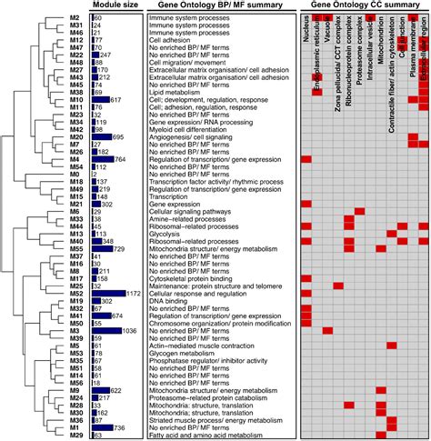 Network Analysis Of Human Muscle Adaptation To Aging And Contraction Figure F1 Aging