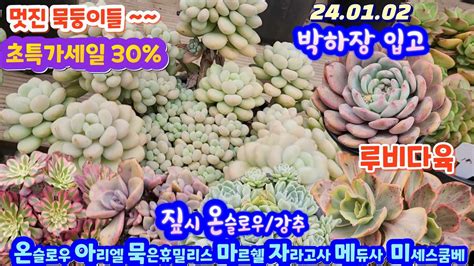 루비다육3묵둥이30폭탄세일라울짚시핑크프리티온슬로우박하장꽃염좌아리엘휴밀리스팬지마르쉘춥스철화메듀샤알사탕