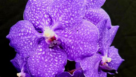 Amaranthine Amaranthine Orchids There Are Always Flower For Thoes Who Want To See Them