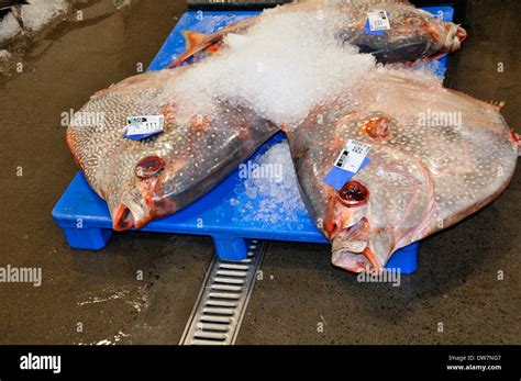 Dead Moonfish Sunfish Or Opah Lampris Regius Wait On Ice For Auction
