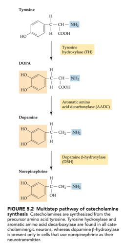 Chapter 5 Catecholamines Flashcards Quizlet