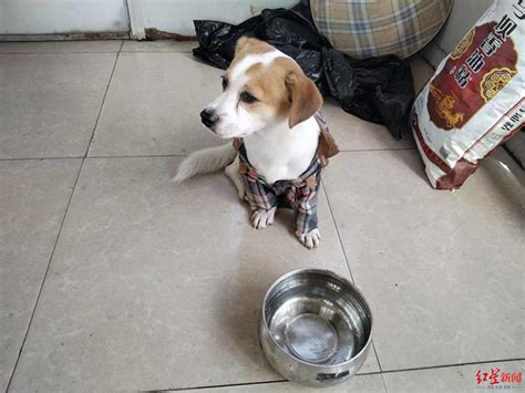 宠物新闻宠物趣事 宠点网