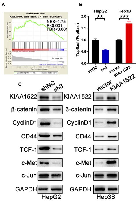 Kiaa1522 Activates The Wntβ Catenin Signaling Pathway A Gsea Is