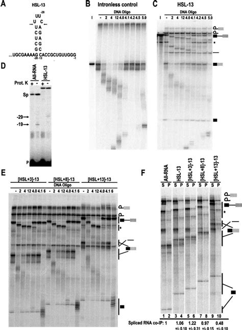 Rna Stem Loops Can Alter The Site Of Ejc Deposition A Schematic Of Download Scientific