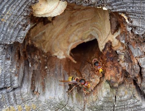 Premium Photo Close Up Of Insects On Tree Trunk