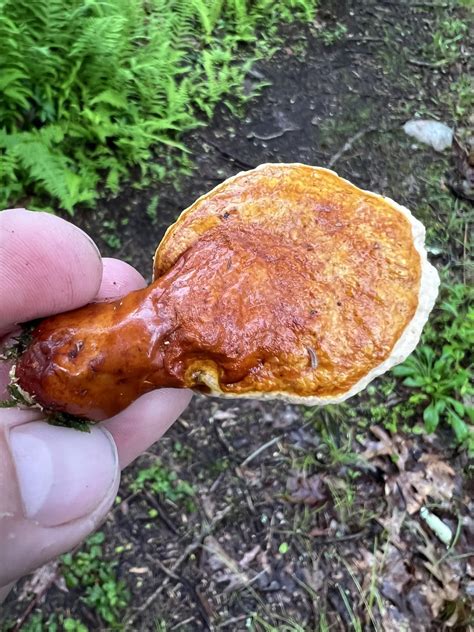 Is This Ganoderma Curtisii Found On A Dead Oak Tree In Northeast Us R Shroomid