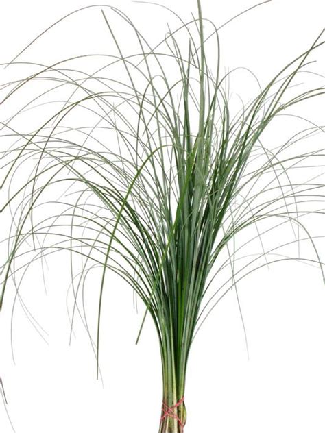 Fresh Green Floral For Wedding Decorations