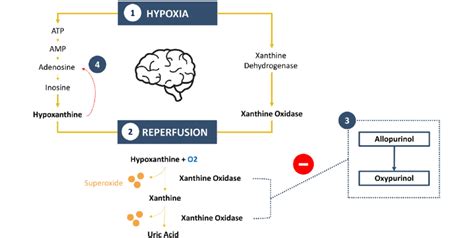 The 1 During Fetal Hypoxia Hypoxanthine And Xanthine Oxidase Levels Download Scientific