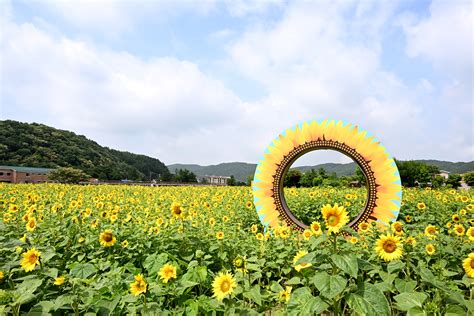 해를 향해 피워내는 꽃 파주 법원읍 해바라기 축제 기간 프로그램