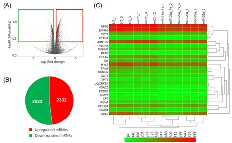 RNA Seq Analysis Of Total RNA Isolated From Cells Transfected With Download Scientific Diagram