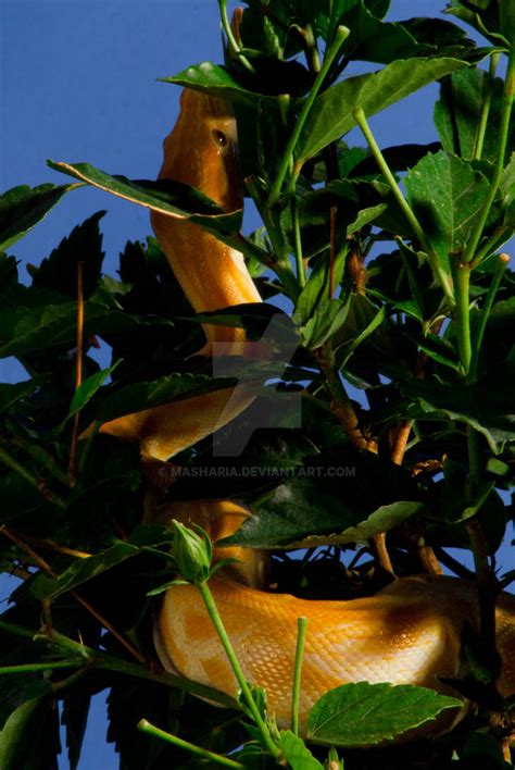 Ninja Lilith By Masharia On Deviantart