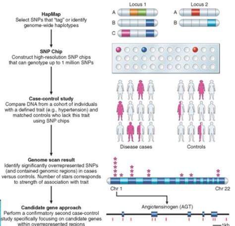 Multifactorial Diseases Flashcards Quizlet