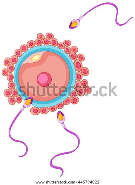 Egg Sperm Fertilisation Process Illustration Stock Vector Royalty Free