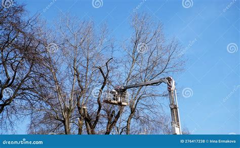 Trimming Tree By Man With Chainsaw Standing On Platform Of Mechanical Lift At High Altitude