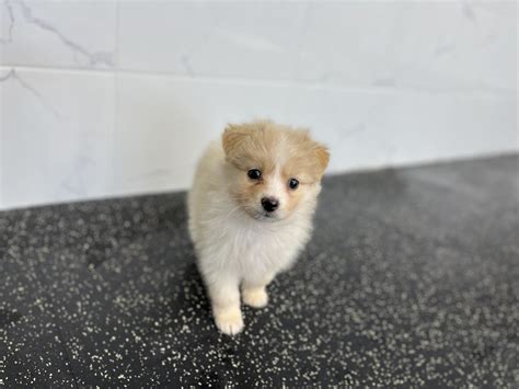 믹스견 종수 말티푸전문무료분양 푸들전문무료분양 먼치킨전문무료분양 랙돌전문무료분양 브리티쉬숏헤어전문무료분양 스코티쉬폴드전문무료분양 러시안블루전문무료분양 강아지전문무료분양