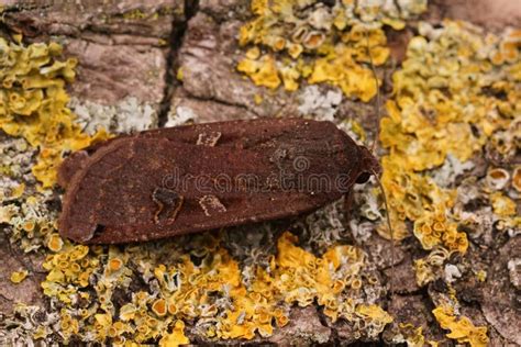 Closeup On The Dark Form Of The Large Yellow Underwing Owlet Moth