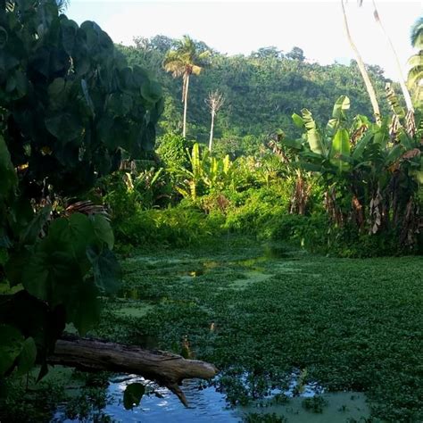 Choosing Plants For Fpj In Knf Part 1