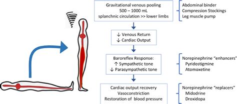 Orthostatic Hypotension Dr S Venkatesan Md
