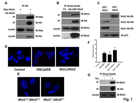 Mst1 Interacts With Mst2 Download Scientific Diagram