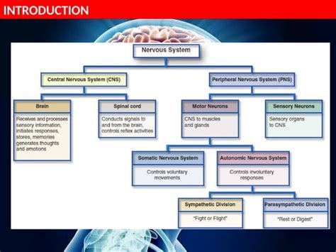 Brain Structure And Its Function Class 10 Pptx Brain And Nervous Brain Structure And Its Function Class 10 Pptx Brain And Nervous