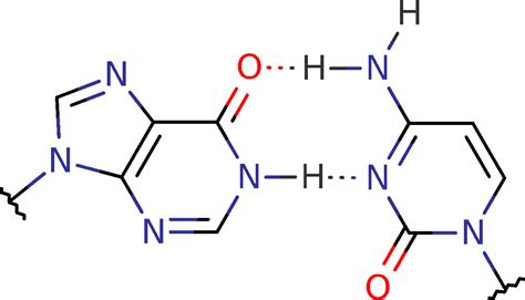 Viennarna Nucleobase And Base Pair Picture Book