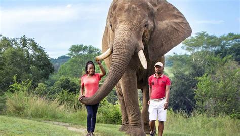 African Bush Elephant Next To Person