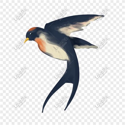 손으로 그려진 비행 제비 일러스트 레이터 Png 일러스트 무료 다운로드 Lovepik