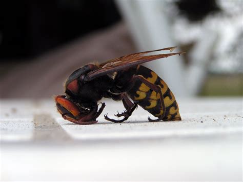 죽은 말 벌 무료 사진 다운로드 Freeimages