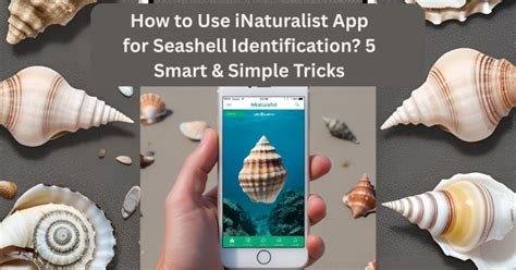 The Ultimate Seashell Identification Guide Easy Tips For New Collectors Marine Livings