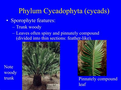 Phylum Cycadophyta Examples
