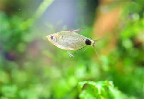 35 Colorful Tetra Species For Nano Aquariums And Beyond 5 55 Gallons