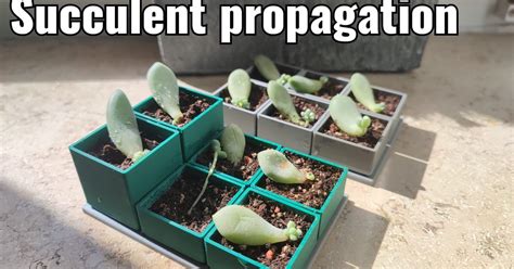 Succulent Propagation Modular Pot System By Fr3d Download Free Stl