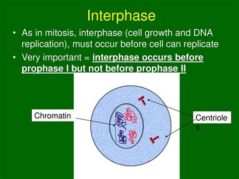 Sexual Cell Reproduction Ppt Download