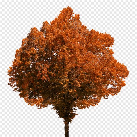 Brown Leafed Tree Autumn Tree Nature Trees Png PNGEgg