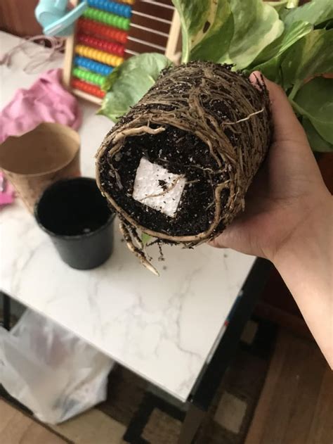 Is This Pothos Root Bound Rhouseplants