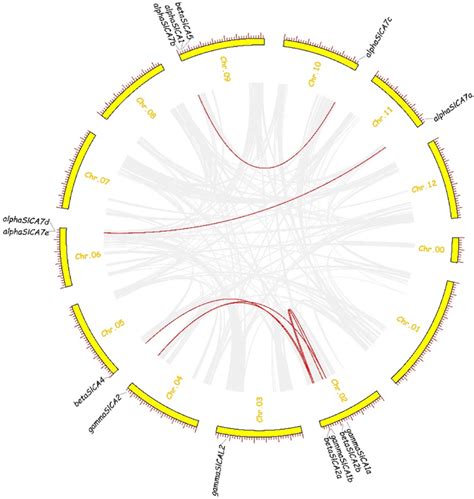 Chromosomal Distribution And Synteny Analysis Of The Solanum