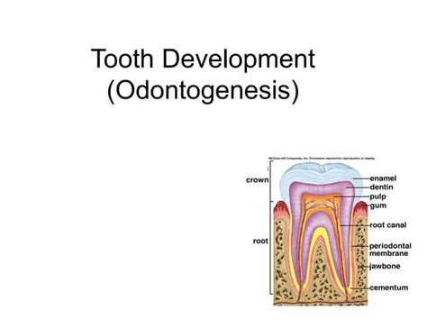 Toothdevelopment Lecture For Bds Level 1 Pdf